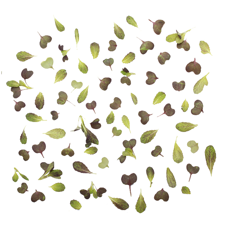 Micro Leaf "Roter Senf", Keltenhof