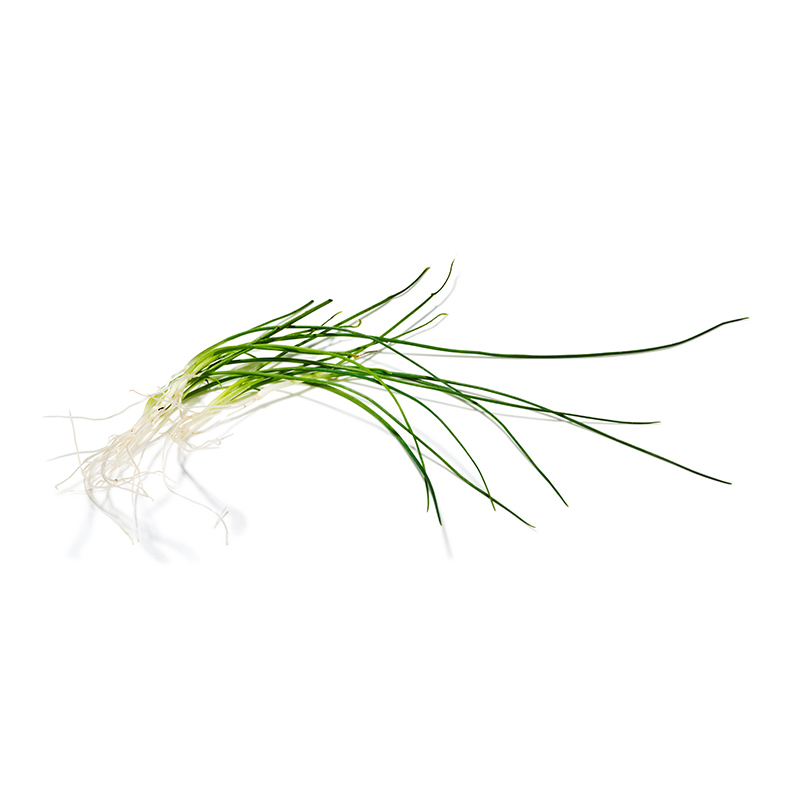 Micro Leeks Tray of 11 PUUR G roenten