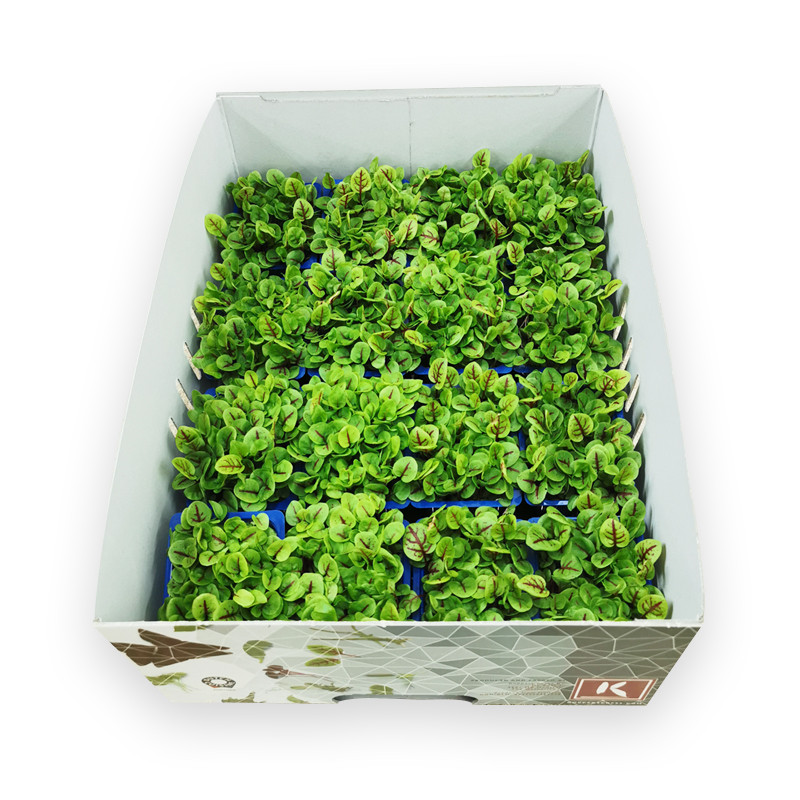 Vene Cress - Blutampferkresse